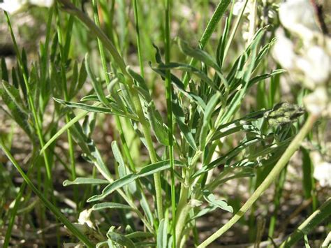 Astragalus Pectinatus 31
