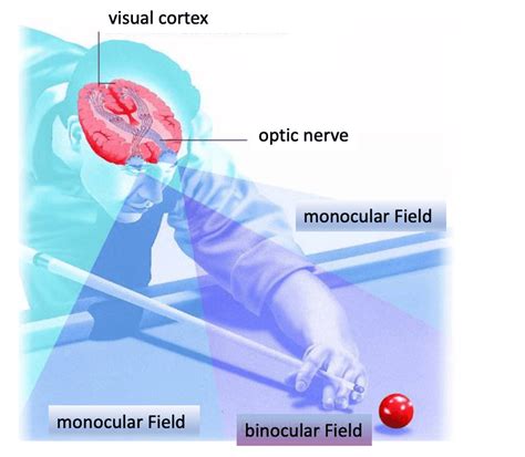 8 Illustration Of Binocular And Monocular Field Figure Courtesy Of Download Scientific