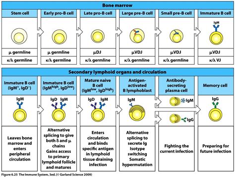 B Cell Development B Cell Immunology Antigen Presenting Cell