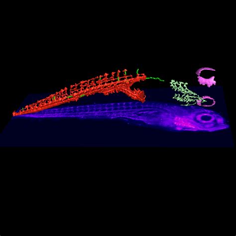 imaris essentials microscopy image analysis software imaris