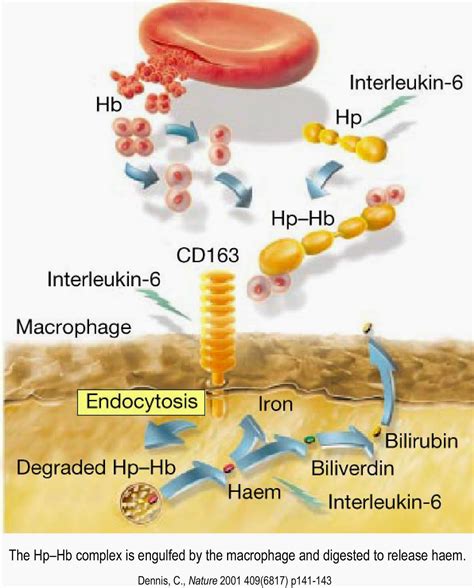 Xét nghiệm Y học Xét nghiệm Haptoglobin và ứng dụng trong lâm sàng