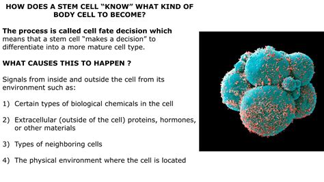 Good Stem Cells Regenerative Medicinepdf
