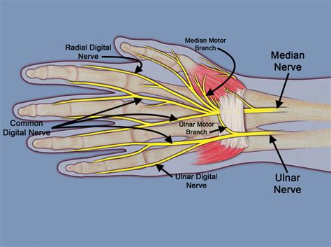 Median Nerve Anatomy Anatomic Structures At Risk
