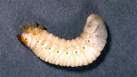 June Bug Larvae The New Bug Man Green Fruit Beetles A Sign Of Sd