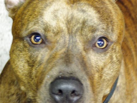 Pimp Porn Pictures Xxx Photos Sex Images 802195 Pictoa