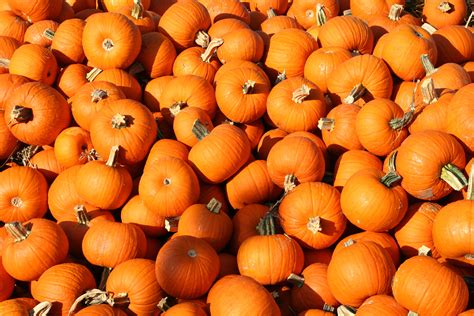 Pumpkins And Cliparts Hearts 2894219 Clipart Library