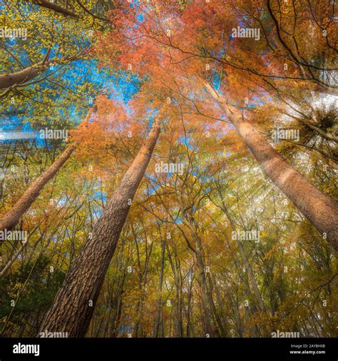 Multi Colour Trees In The Autumn Forest Stock Photo Alamy