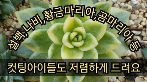 11월 3일 설백금나비금황금마리아곰마리아 등 예쁜아이들 모두 보세요 다육 다육이 다육식물 다육이금 다육이키우기 금다육이 금다육 Youtube