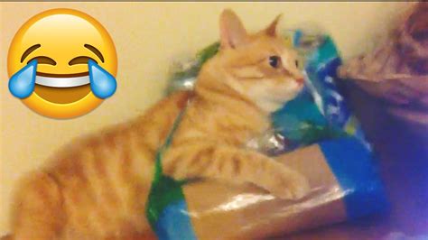 Epic Cats Fails Compilation Funniest Cat Videos Petastic 🐾 Youtube