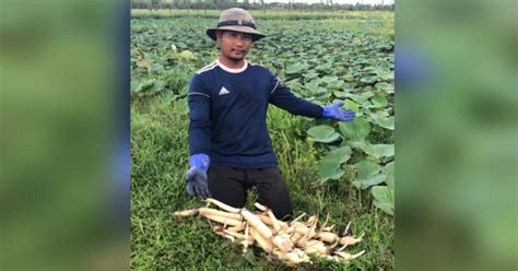 អតីតពលករ លោក ឡុង គន្ធា យកបច្ចេកទេសដាំមើមឈូកពីជប៉ុន មកដាំនៅព្រៃវែង បានជោគជ័យ Thmey Thmey 25