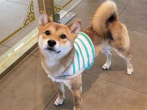 개종류 고양이입양보내기 스핑크스 광주강아지분양 코카스파니엘 푸들분양 시바견분양 페르시안 다봉이 강아지무료분양 고양이무료분양 도그마루 보호소 유기견 강아지입양 유기견