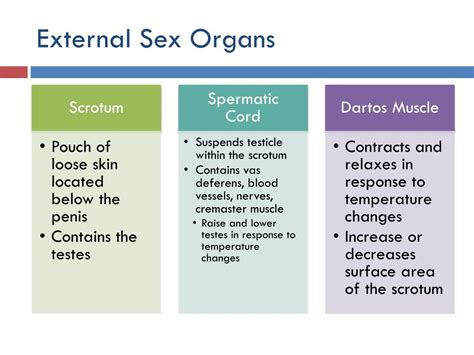 PPT Male Sexual Anatomy And Physiology PowerPoint Presentation Free