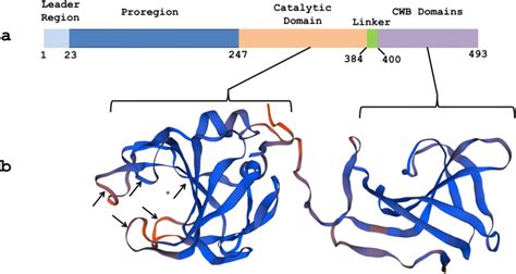 Structure Of Lst A The Schematic Structure Showing The Regions That