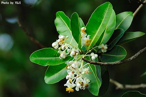 テリハボク Calophyllum inophyllum 沖縄の維管束植物 花の図鑑 おきなわカエル商会