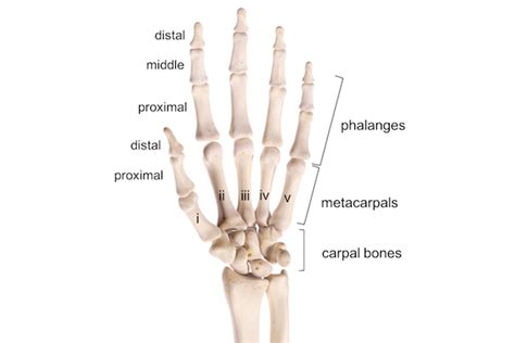Metacarpal Fractures