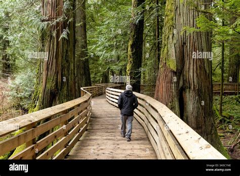Boardwalk Through Old Growth Forest Cathedral Grove Located In