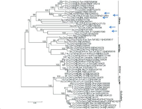 Neighbor Joining Phylogenetic Analysis Using Mega 40 Of The Complete