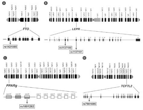 Type 2 Diabetes Associated Genetic Variants Of Fto Lepr Pparg And Tcf7l2 In Gestational