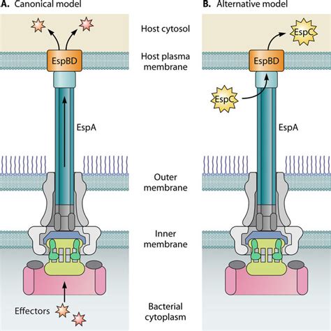 Pdf Extra Extracellular Effector Delivery Into Host Cells Via The Type 3 Secretion System