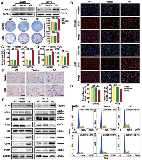 Upregulated Plk4 Expression Facilitates Crc Cells Malignancy Potential