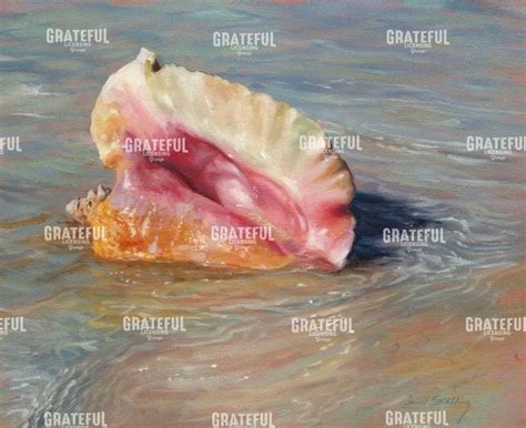 Conch Shell Grateful Art Licensing