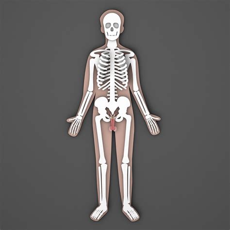 Download Male Reproductive System Royalty Free Stock Illustration Image Pixabay