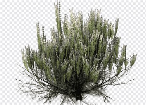 Desert Shrub Plant Spruce PNG