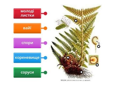 Будова папороті Діаграма з мітками