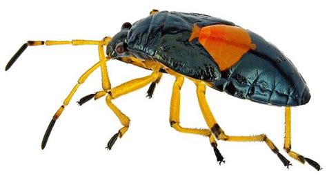 Largus Nymph Bugguide Net