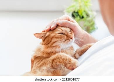 Man Cuddling Cute Ginger Cat Cat Stock Photo 2218706445 Shutterstock