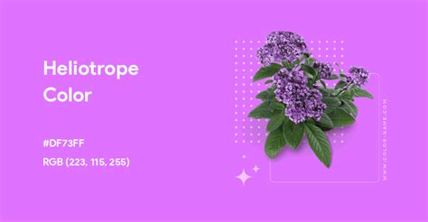 Heliotrope Color Hex Code Is Df73ff Heliotrope Color Hex Code Is Df73ff