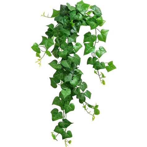 Premium Green Plant Leaf Vine Ivy Image