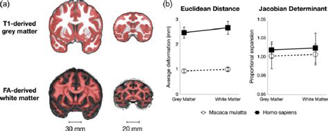 Quantification Of The Variability A T1 And Fa Maps Templates Download Scientific Diagram
