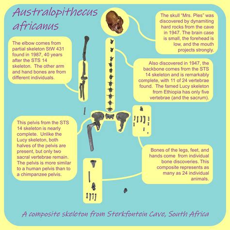 The Bones Of Australopithecus Africanus Human Genesis