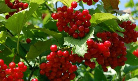 Как хранить калину на зиму в домашних услоиях