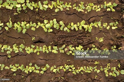 기술자가 드라이버로 고장난 랩톱 컴퓨터를 수리합니다 노트북 구성 요소 및 부품 클로즈업 Cpu에 대한 스톡 사진 및 기타 이미지 Cpu 기술자 깨짐 Istock