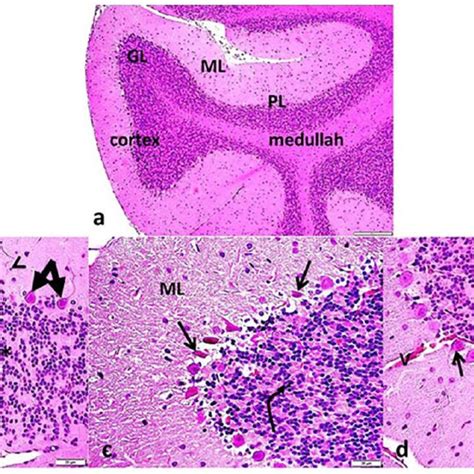 Photomicrographs Of Sections In The MPFC Of Adult Rat Ac Specimens Download Scientific