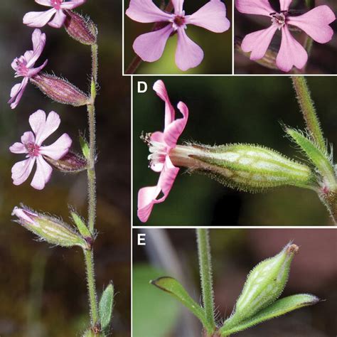 Morphological Variables Used In Morphometric Analyses Download Scientific Diagram