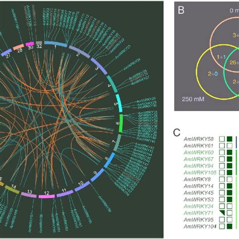 Duplication And Expression Patterns Of Amwrky Genes A Chromosomal