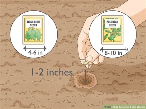 How To Grow Lima Beans Steps With Pictures WikiHow