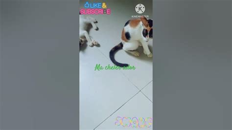 Ma Cheler Ador Shorts Song Youtube
