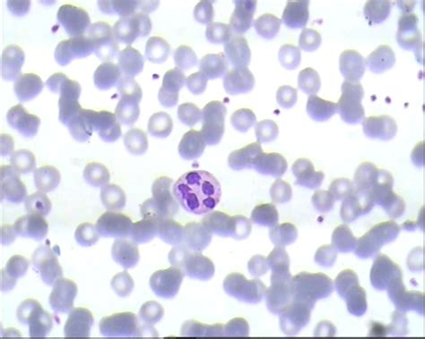 Lisc Database Object Detection Dataset And Pre Trained Model By Lisc