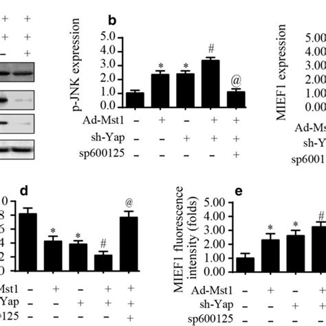 Mst1 Overexpression And Yap Knockdown Mediate Mitochondrial Dysfunction