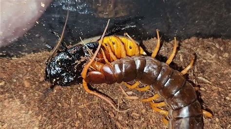 Venomous Centipede And Screaming Roach Warning Live Feeding Youtube
