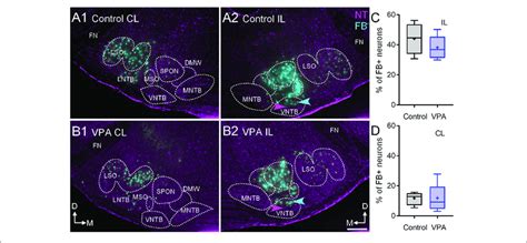 Retrograde Labeling After Fb Injection In The Cnic Shown In A1 2 Download Scientific