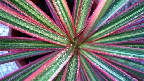 Dracaena tricolor. 😍😍😍 Ложная пальма, Драцена триколор. # ...