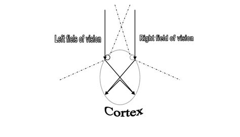 Visual System Of A Human Being Download Scientific Diagram