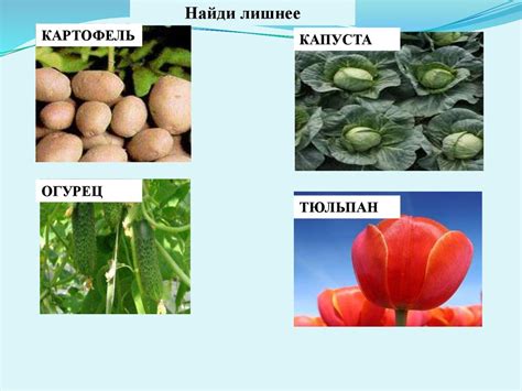 Значение растений в природе и жизни человека презентация онлайн