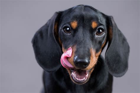 Why Do Dachshunds Lick Your Face I Love Dachshunds