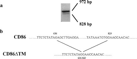 Soluble Cd86 Is A Costimulatory Molecule For Human T Lymphocytes Immunity